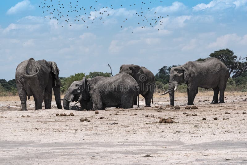 1,010 Swamp Border Stock Photos - Free & Royalty-Free Stock Photos from ...