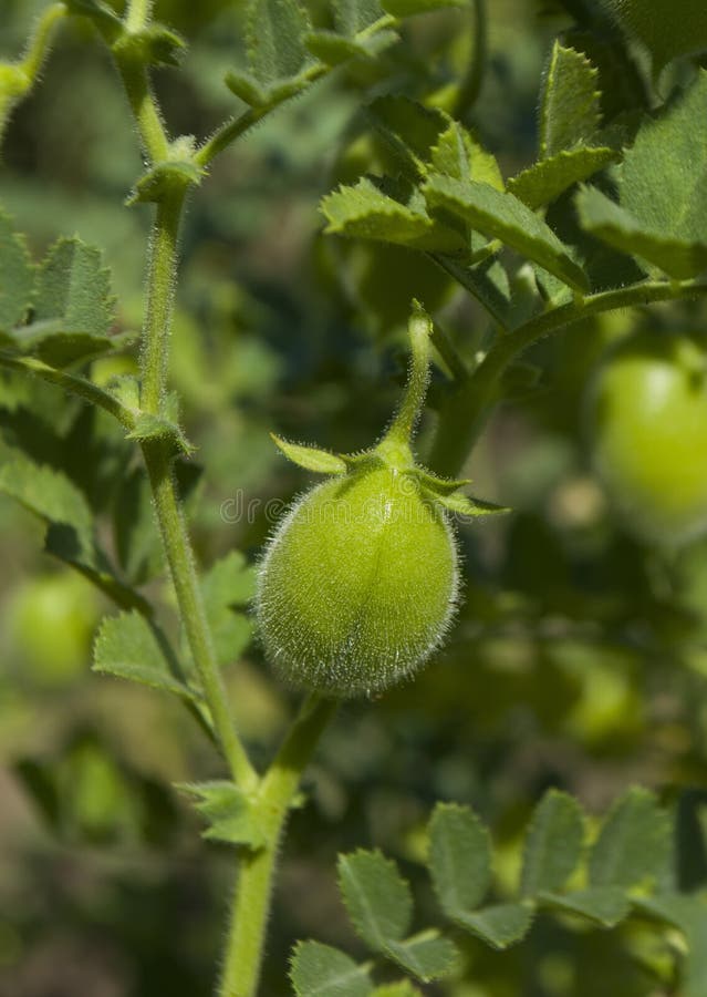 De Installatie Van De Linze (culinaris Van De Lens) Stock Foto ...