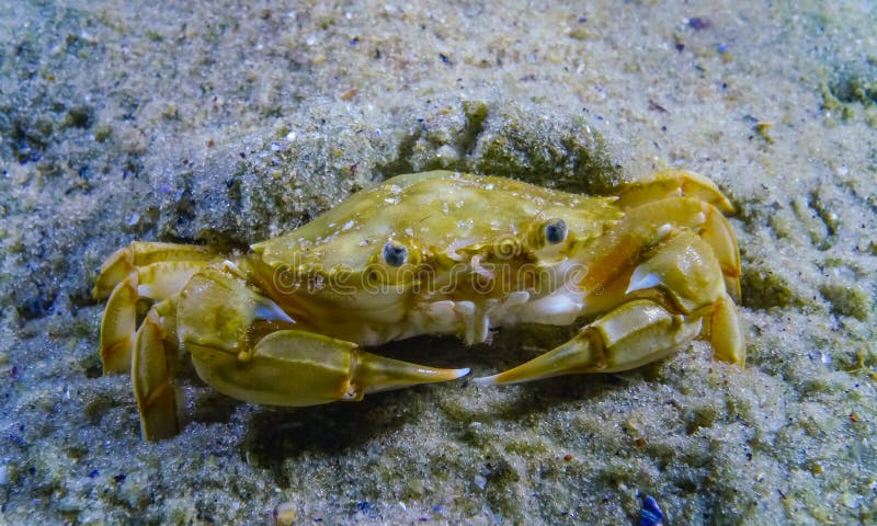 Liocarcinus Holsatus, Crab Burrows into the Sand in the Black Sea Stock ...