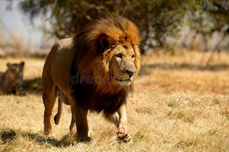 1,418 Number 0 Lion Stock Photos - Free & Royalty-Free Stock Photos ...