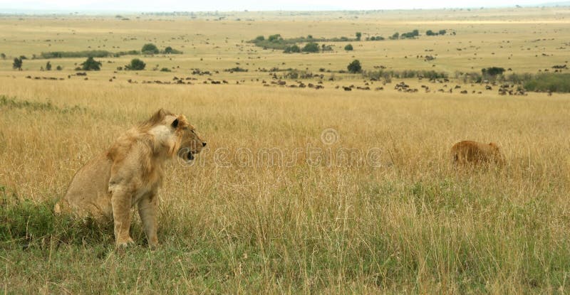 Pride of Lions Hunting Buffalo Stock Image - Image of dangerous, charge ...