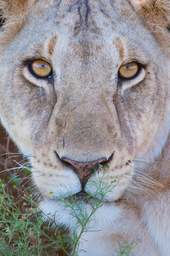 Lion stock photo. Image of wild, reserve, wilderness - 11683032