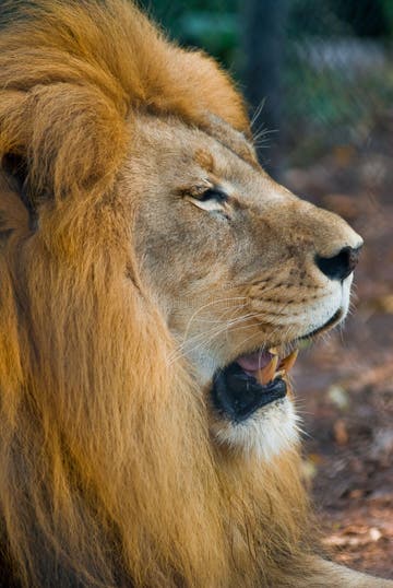 837 Male Lion Side View Stock Photos - Free & Royalty-Free Stock Photos ...