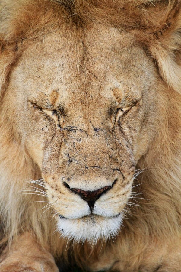 Lion stock image. Image of closeup, wild, dangerous, natural - 12612111