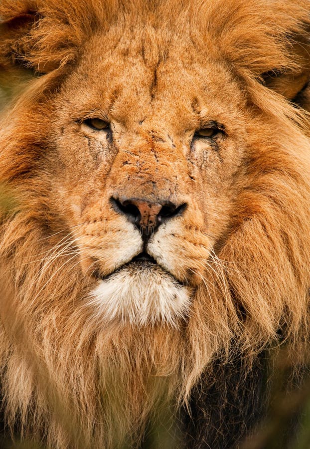 Lion stock photo. Image of lion, look, africa, animal - 4555106