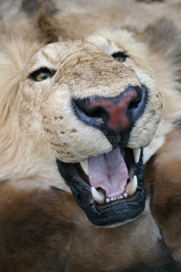 Lion stock photo. Image of jungle, carnivorous, muzzle - 1412364