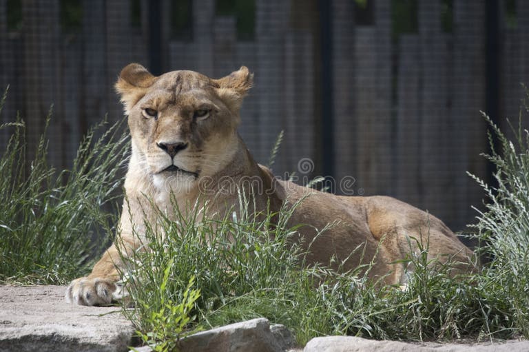 670 Lion Weed Logo Stock Photos - Free & Royalty-Free Stock Photos from ...