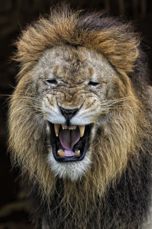 Lioness Snarl stock image. Image of africa, sunlight, snarl - 4810789