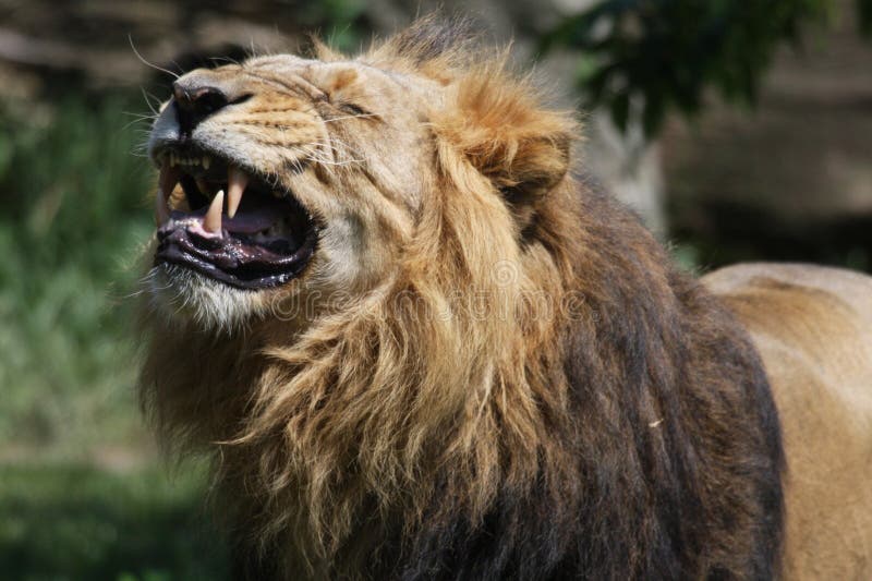 Lion Free Stock Photos & Pictures, Lion Royalty-Free and Public Domain ...
