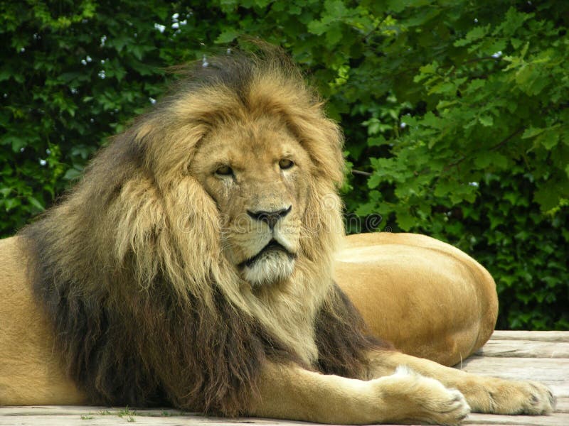 Lion stock image. Image of elderly, sitting, relax, felix - 170175