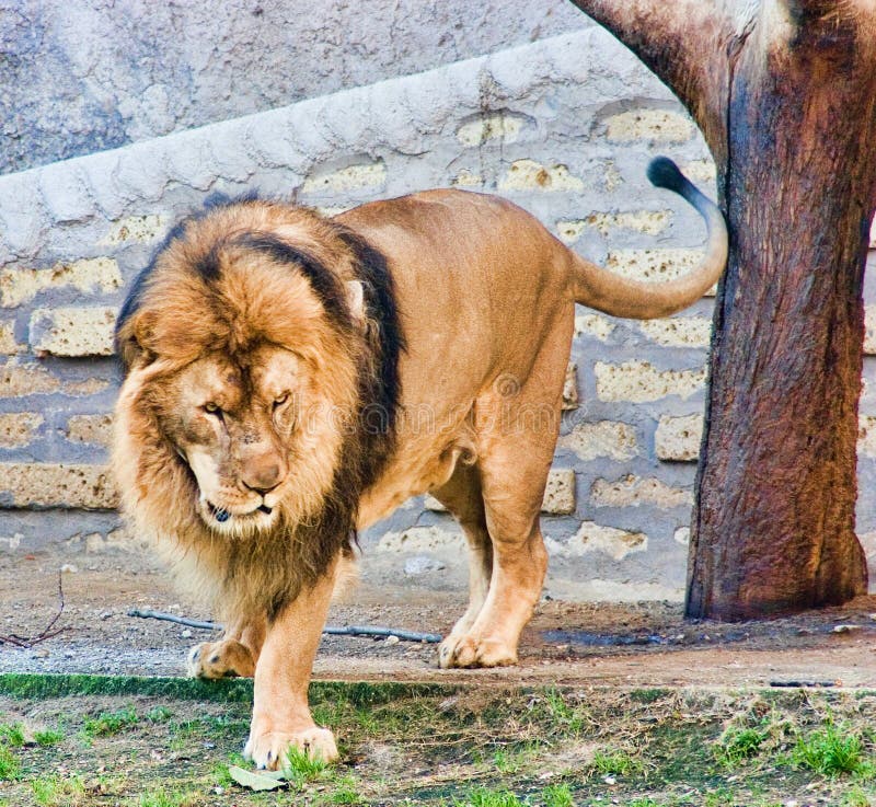 African Lionness stock photo. Image of lion, south, endangered - 6797350