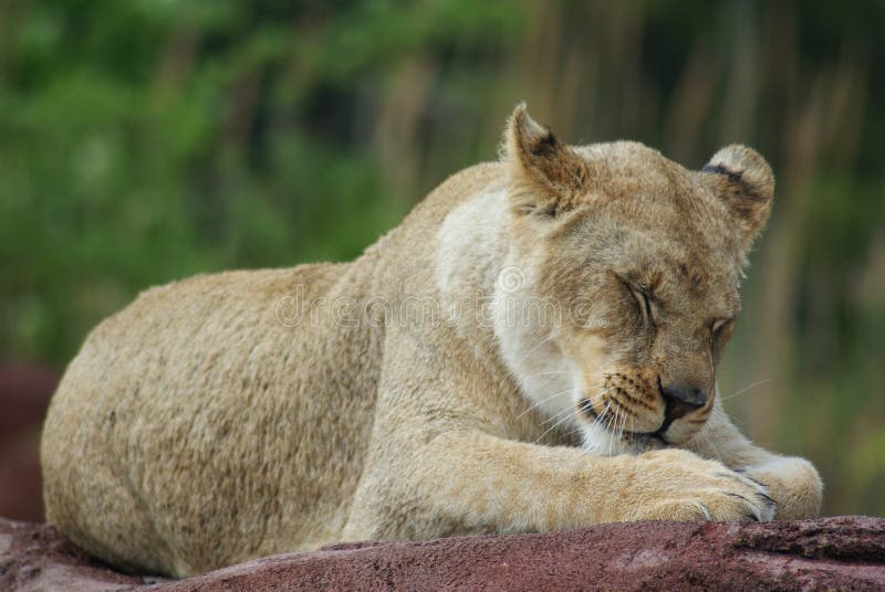 Lioness stock image. Image of jungle, lioness, mane - 176723845