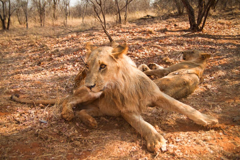 Dead Lions Stock Photos - Download 141 Royalty Free Photos