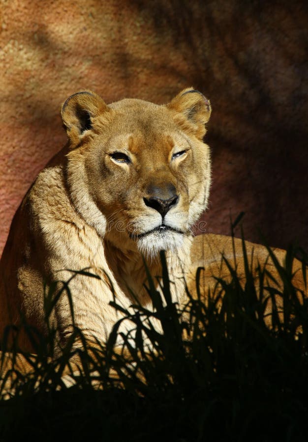 Winking lion stock image. Image of mammals, rare, wildlife - 20966293