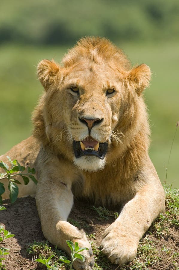 Mad Lion stock image. Image of roar, background, ferocious - 370645