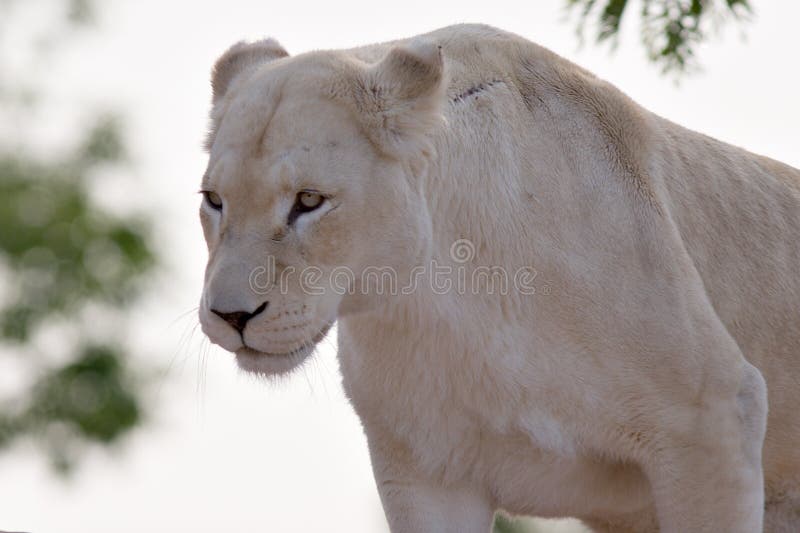 Lion stock photo. Image of panthera, white, lion, mane - 2087578