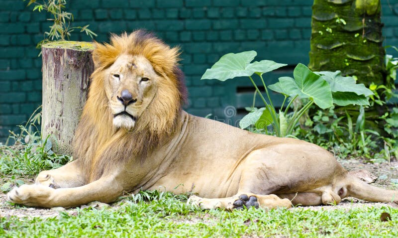 Lion stock photo. Image of male, behaviour, behavior - 21974474