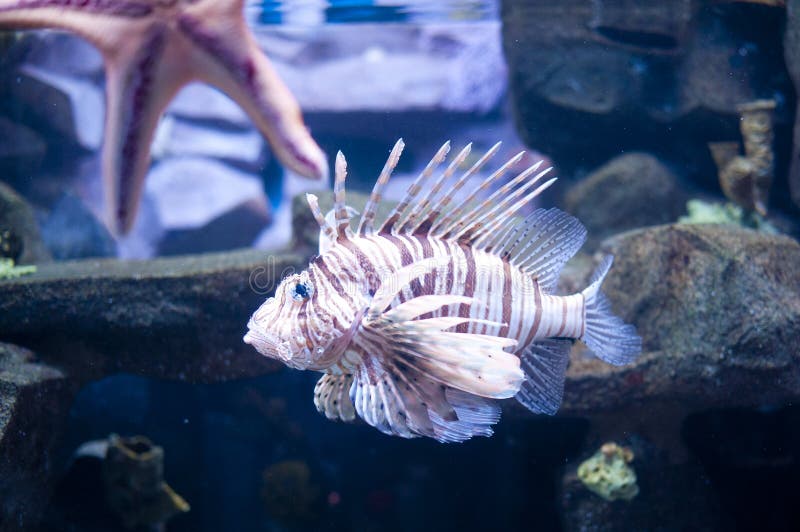 Lion stock image. Image of endangered, lagoon, animals - 23920041