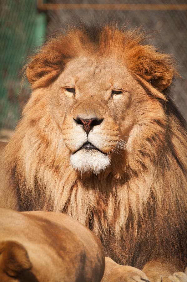 Lion stock image. Image of beauty, scenic, recreation - 24018491