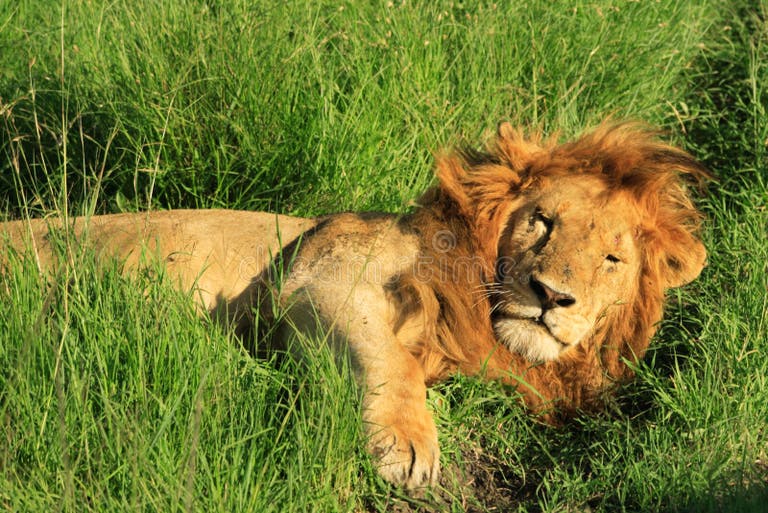 1,215 Lion Spots Stock Photos - Free & Royalty-Free Stock Photos from ...