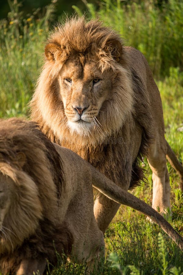 Lion chasing lioness stock image. Image of greeting, action - 1662335