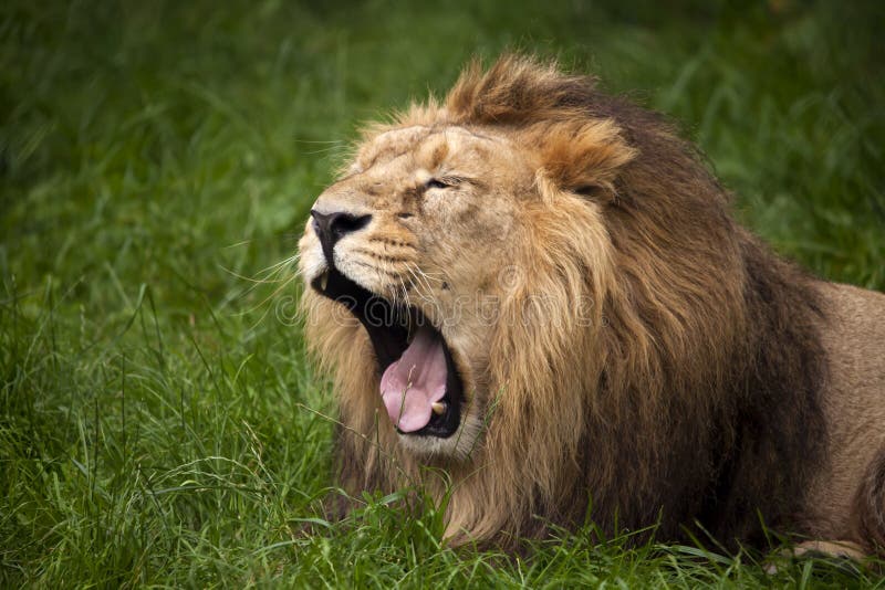 Lion (8 Years) - Panthera Leo Stock Image - Image of carnivoran ...