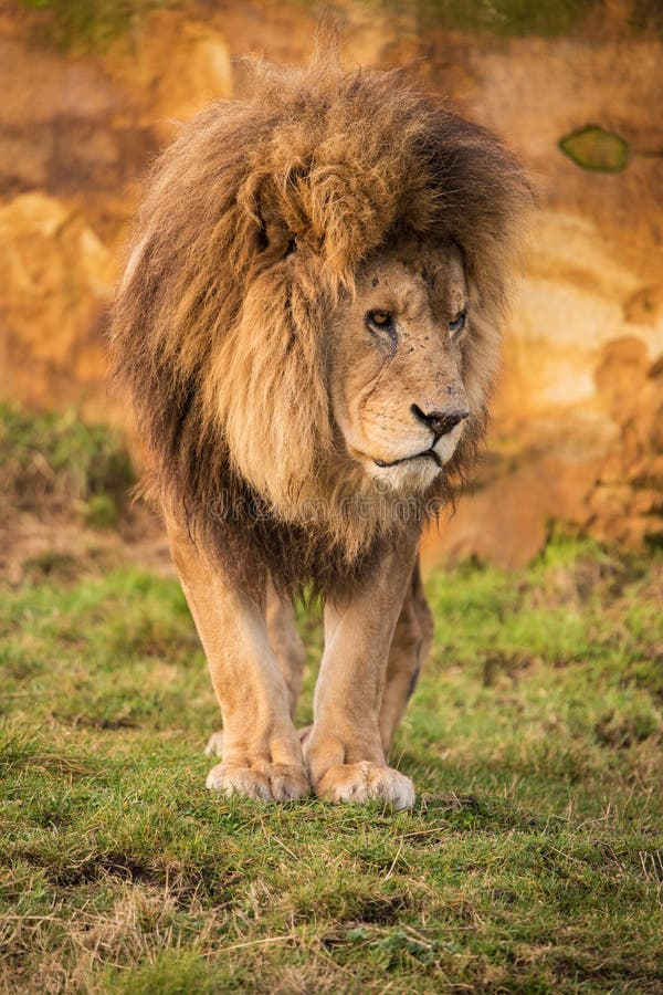 Proud Lion stock image. Image of lion, species, proud - 26036473