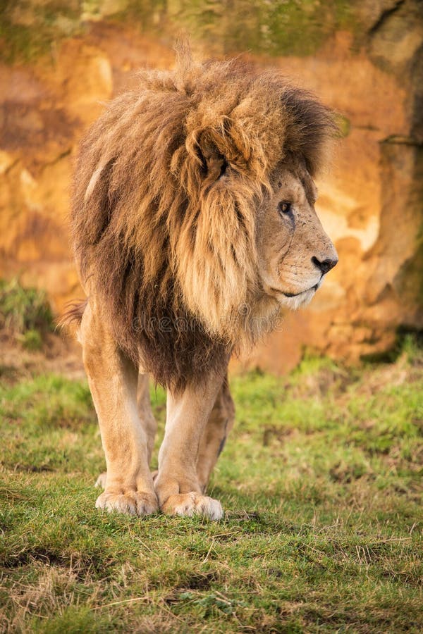 Proud Lion stock image. Image of panthera, predator, male - 26036473