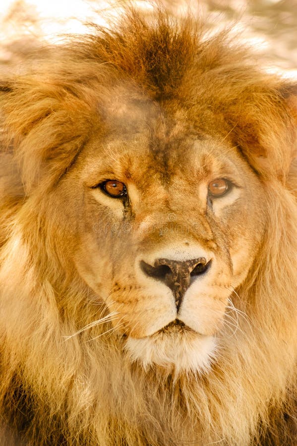 Mutt stock photo. Image of mutt, happy, black, wagging - 5211364