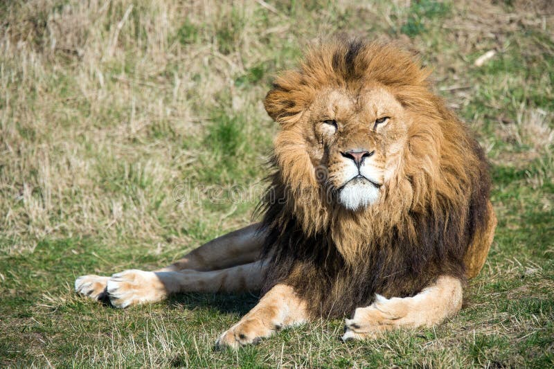 Proud Lion stock image. Image of panthera, predator, male - 26036473