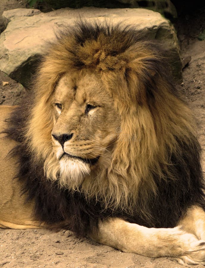 Lion stock photo. Image of animal, strong, lion, male - 36957000