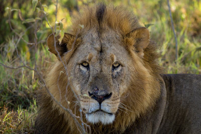 Wounded Lion Stock Photos - Free & Royalty-Free Stock Photos from ...