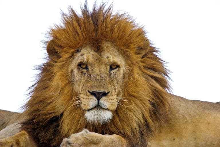 333,393 Lion Evalui Stock Photos - Free & Royalty-Free Stock Photos ...