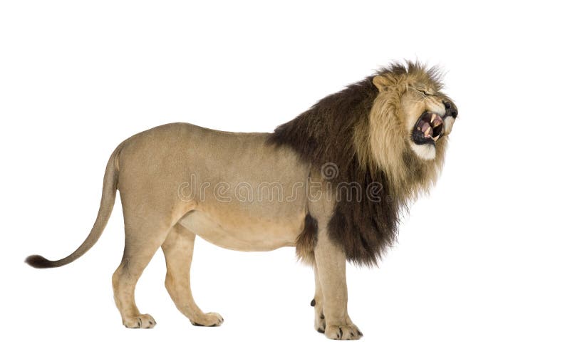 Lion Roaring Side View