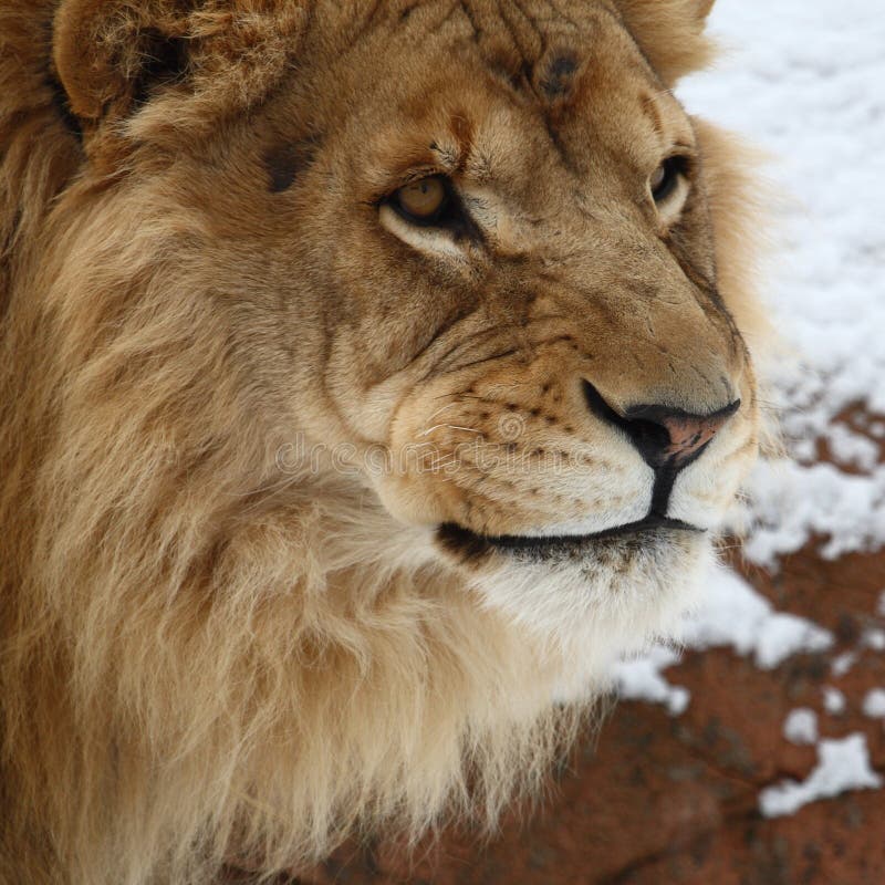 Lion stock photo. Image of winter, lion, africa, male - 4130646