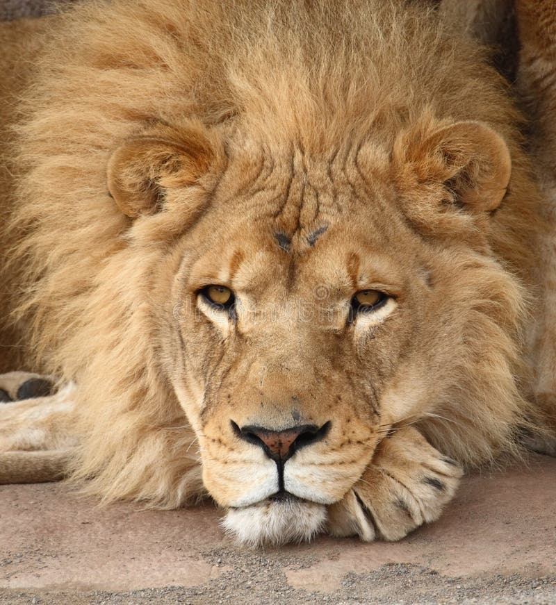 Sick Lion Stock Photos - Free & Royalty-Free Stock Photos from Dreamstime