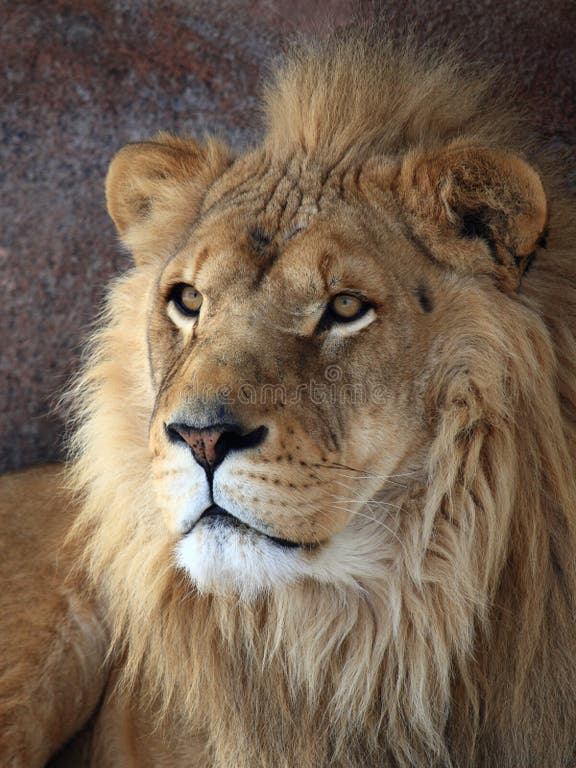Lion stock image. Image of lion, wait, look, animal, serious - 4424147