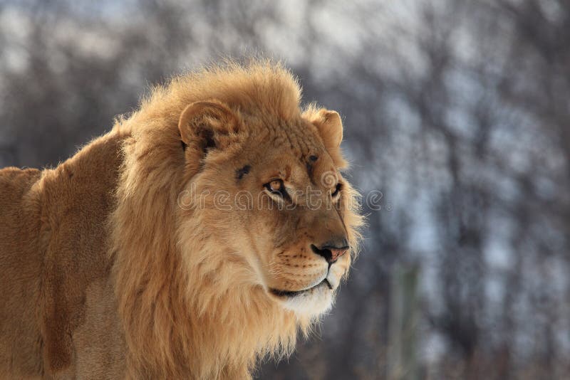 Lion stock image. Image of look, male, beast, wait, lion - 4424259