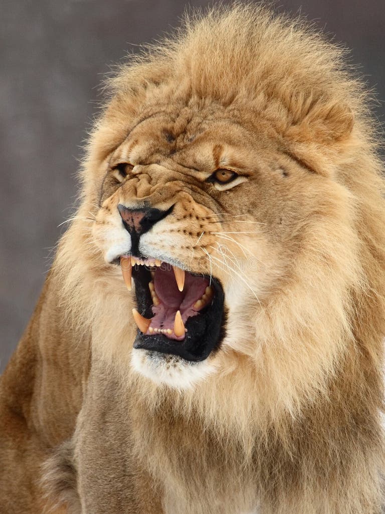 14,000+ Lion Free Stock Photos - StockFreeImages