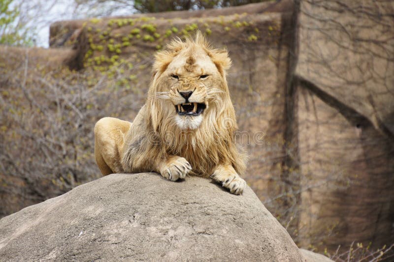 Lion Waking image stock. Image du sunrise, bâillement - 89551929