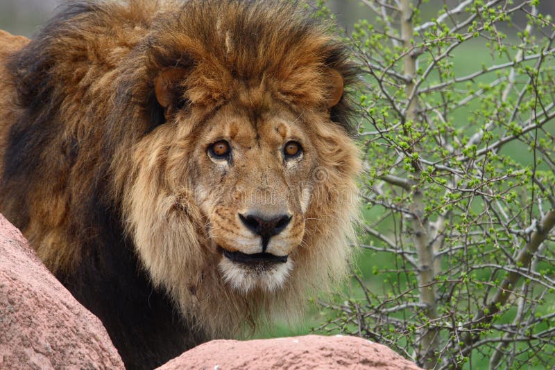 Lion stock image. Image of lion, male, hide, huge, seek - 5060057