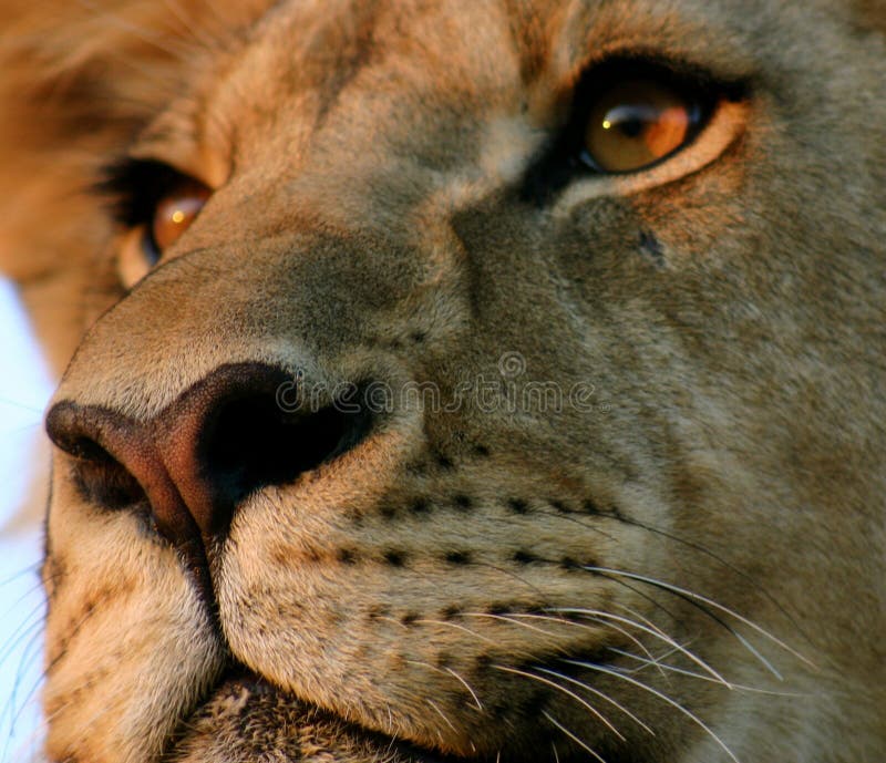 Lion stock image. Image of predator, mammal, africa, feline - 5295397