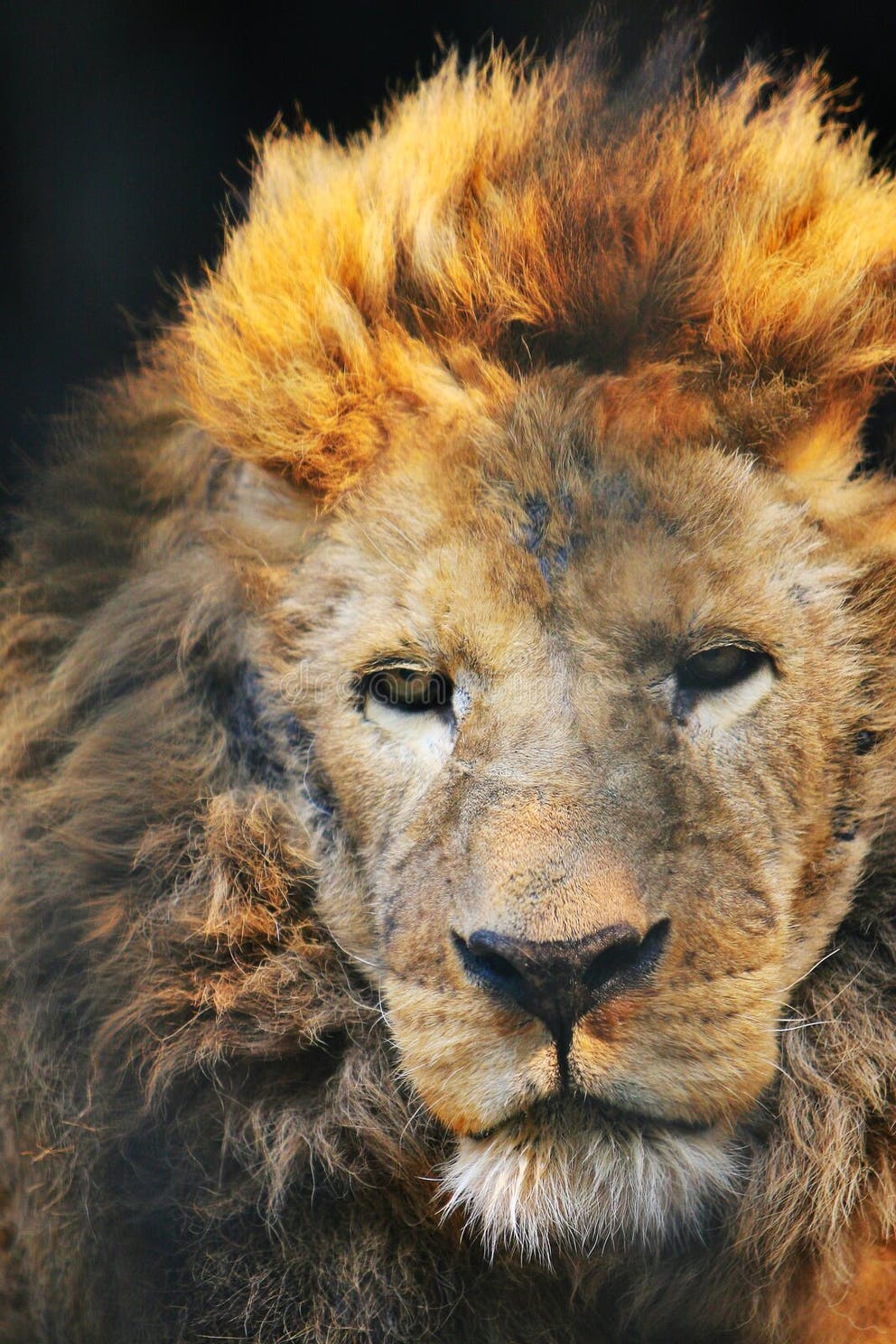 1,052 Sad Lion Stock Photos - Free & Royalty-Free Stock Photos from ...