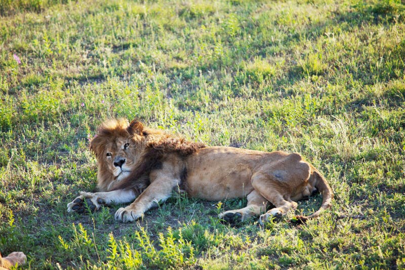 Lion stock image. Image of exotic, africa, predatory - 54177483