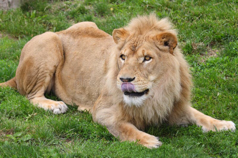 Lion stock photo. Image of animal, lion, look, wildlife - 5635732