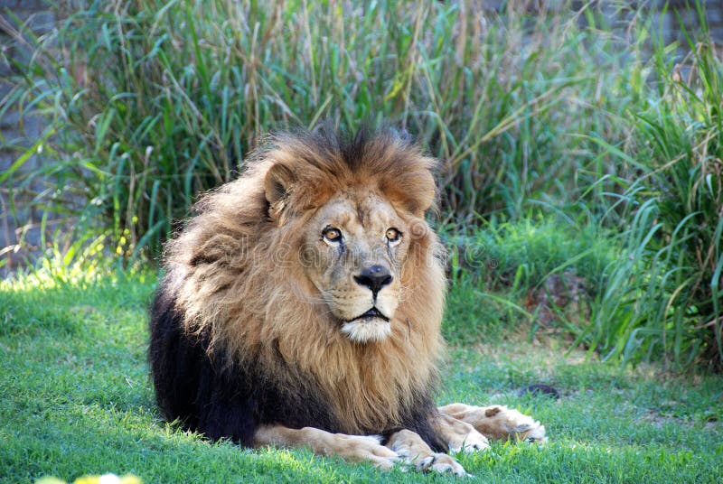 198 Mean Lion Stock Photos - Free & Royalty-Free Stock Photos from ...