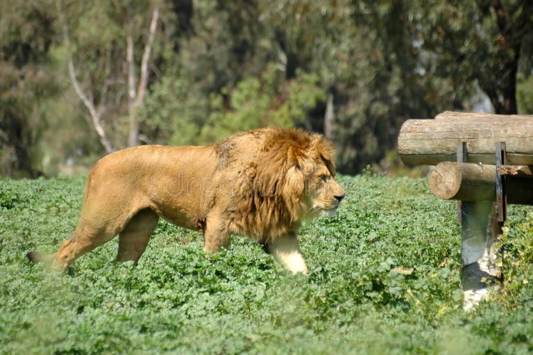 407 Lion Ruler Stock Photos - Free & Royalty-Free Stock Photos from ...