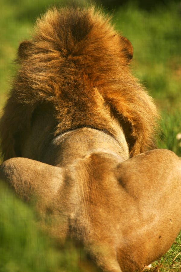 Lion stock image. Image of pounce, male, forward, main - 7381435