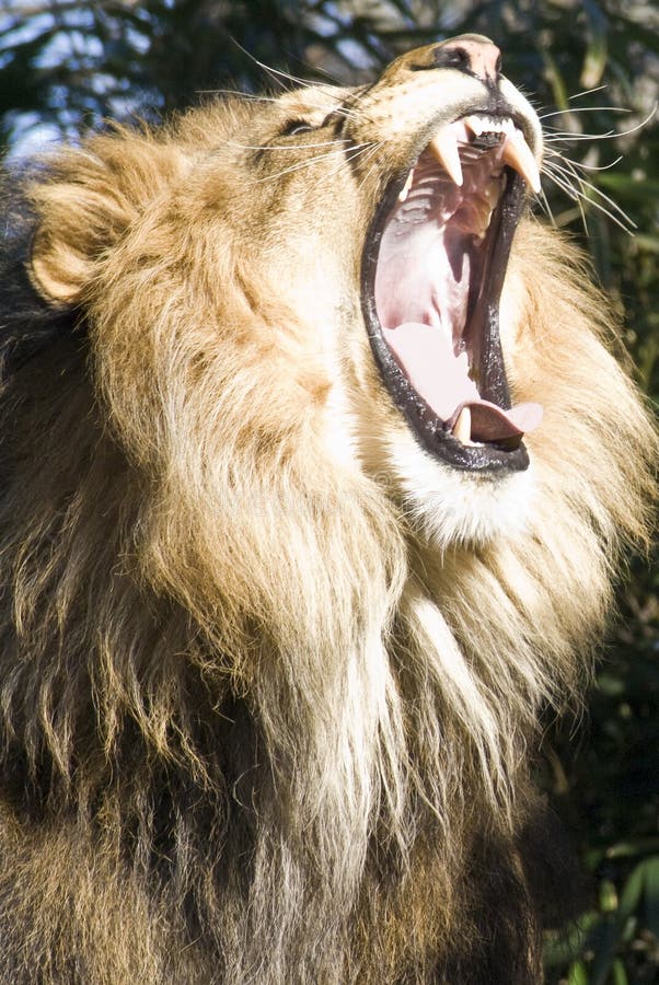 584 Growling Lion Stock Photos - Free & Royalty-Free Stock Photos from ...