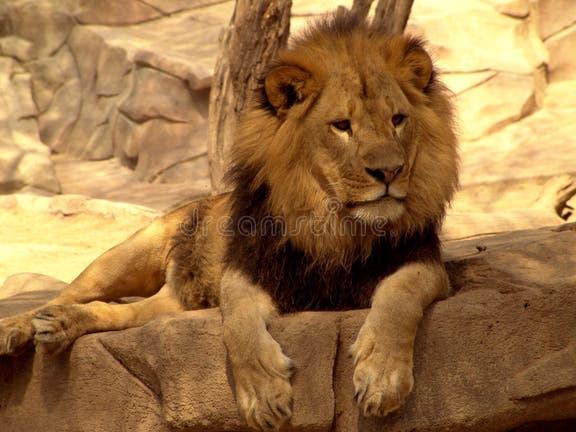 Lion stock photo. Image of resting, savage, leolion, lion - 78746